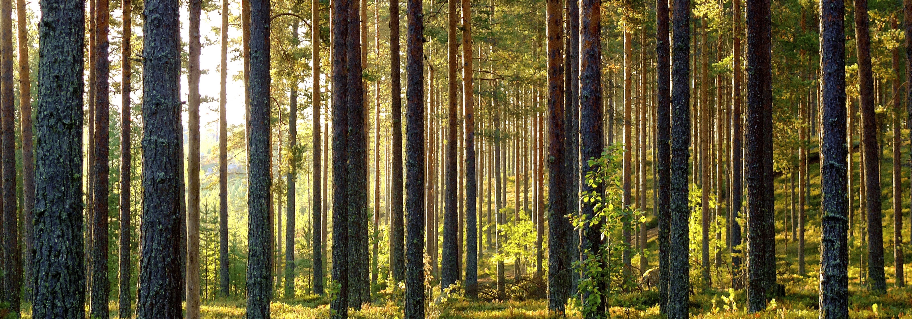Sustainable forestry | UPM Timber