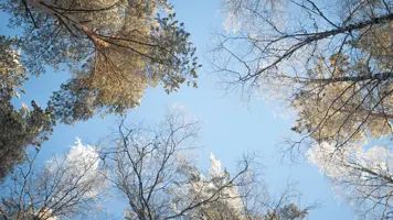 Timber | UPM Raumacell